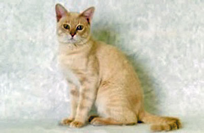 Australian Mist Cat - Cats of the world