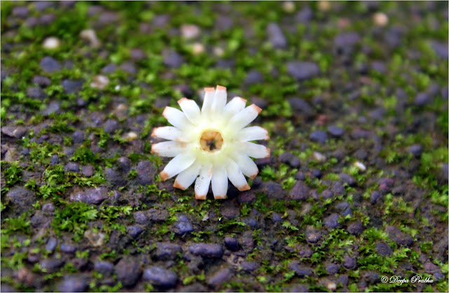 Bakul flowers - Random Photography
