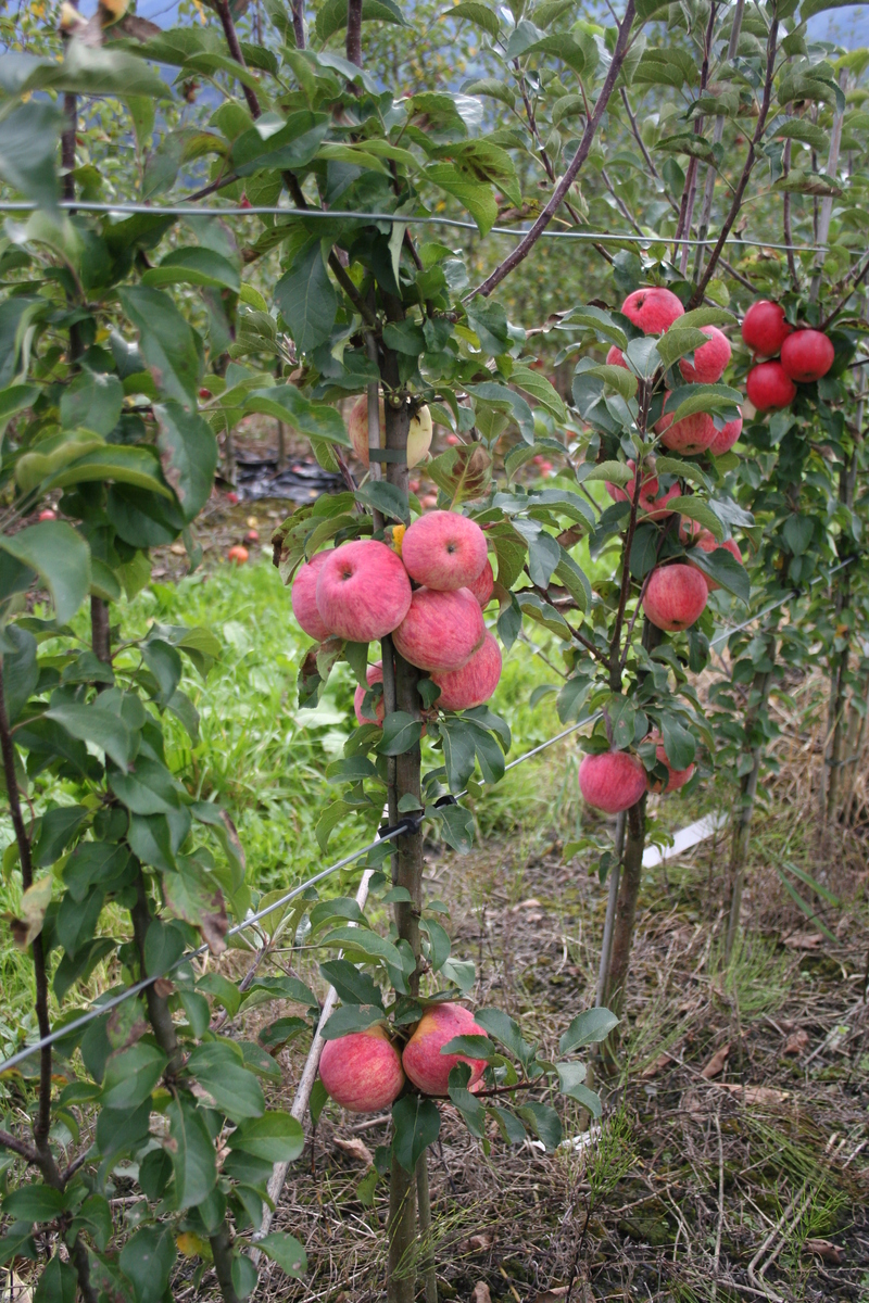 saksıda elma (columnar ballerina apple tree)