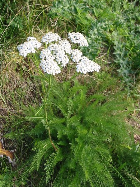 Beauty Of Flowers: Common Yarrow