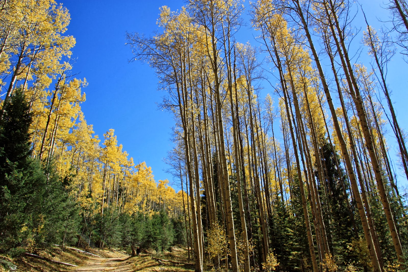 A is for Adventure: Fall Foliage at Aspen Vista (Santa Fe, NM)