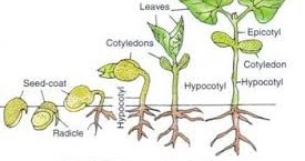 Seed Germination and Its Process