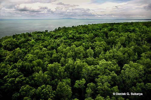 Pengertian Hutan Bakau | Pelestarian Hutan Bakau