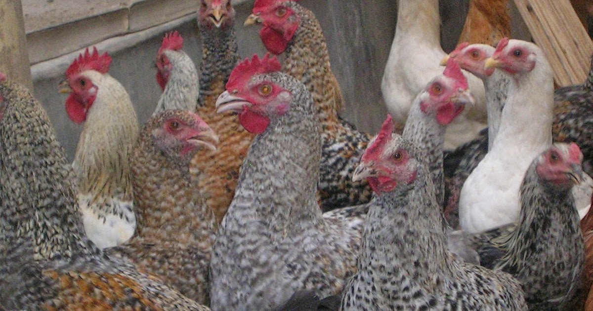 Ayam Arab Dan Cara Ternaknya Yang Baik - SitusHewan.com