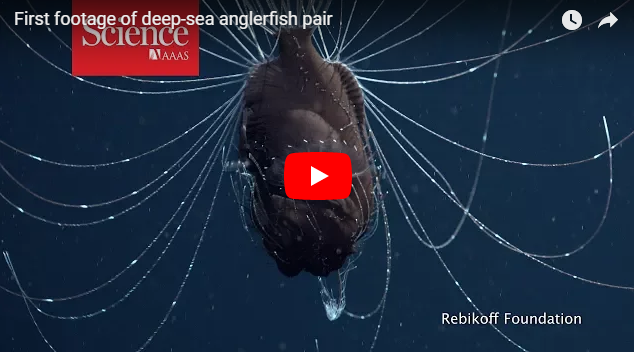 MFS VIRAL VIDS-2: First footage of deep-sea anglerfish pair