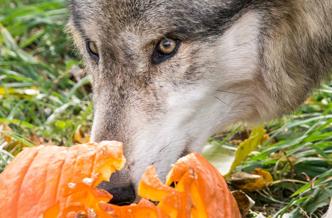 White Wolf : Amazing moments at the annual Pumpkin Party in Wolf Park ...