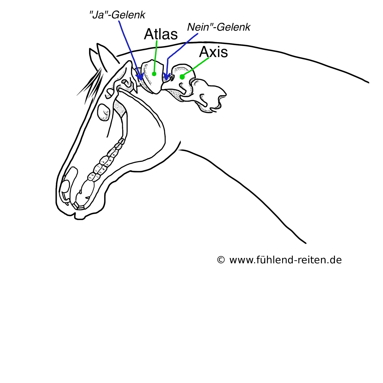 Blog von www.fühlend-reiten.de: "Schule Dein Auge" Teil 3 - die Stellung