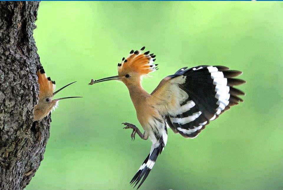 "हुदहुद " यानी छिपी हुई बातों को बताने वाला: hudhud ___ "हुदहुद " यानी ...