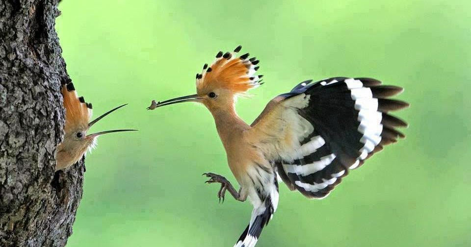 "हुदहुद " यानी छिपी हुई बातों को बताने वाला: hudhud ___ "हुदहुद " यानी ...