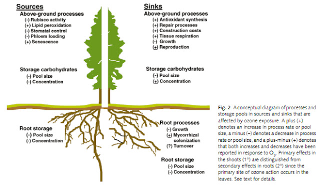 Wit's End: The Root of the Matter