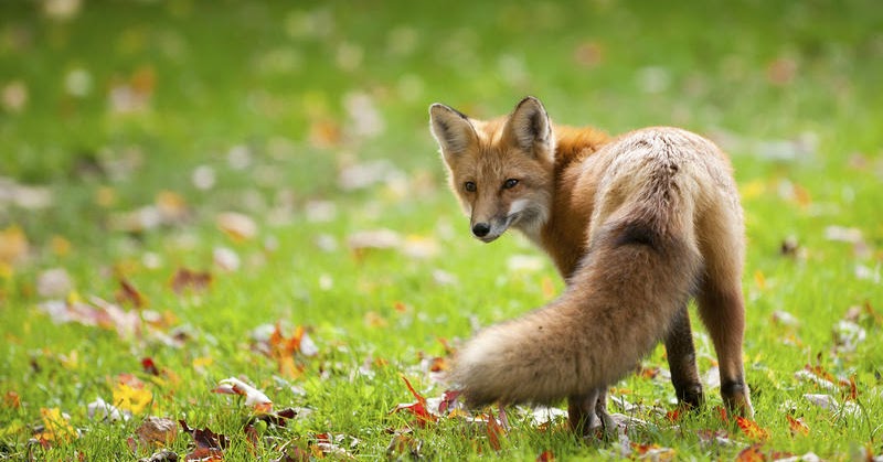 My Northwest Rhode Island : Wildlife Officials Concerned About Spread ...