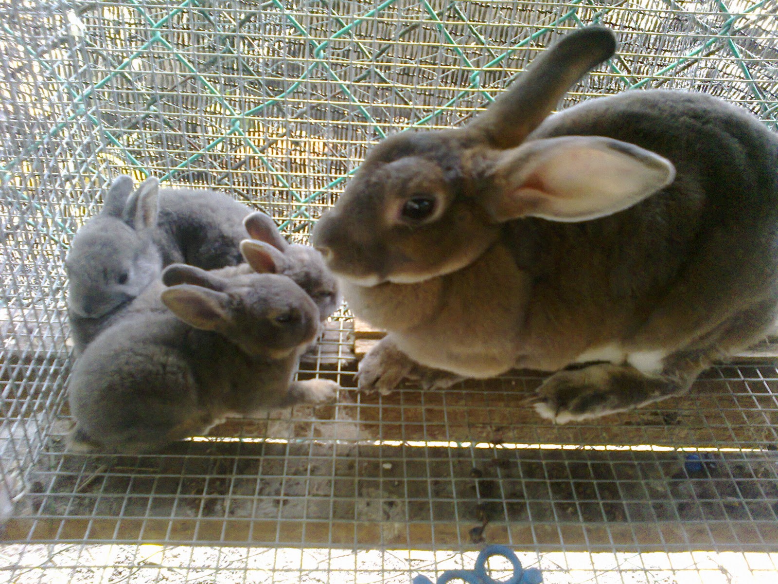 Arnab Pedaging Dan Hiasan: Castor Mini Rex-