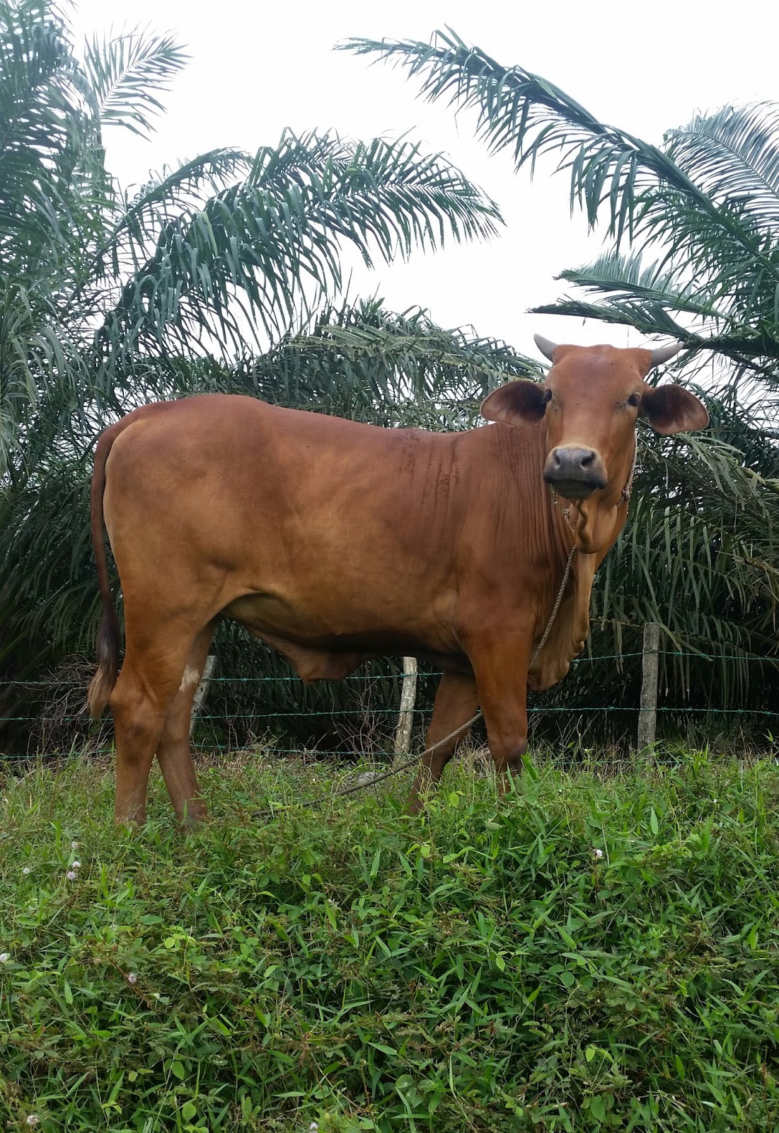 Warisan Petani: Ternakan Lembu 5
