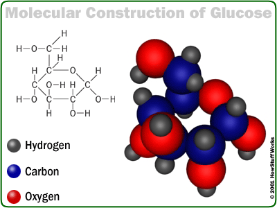 Info Kesehatan Masyarakat: Metabolisme Glukosa