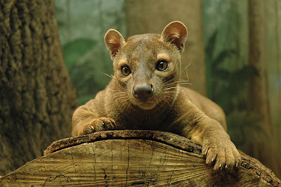 Life of Animals - Animal Life in the Wild: Fossa