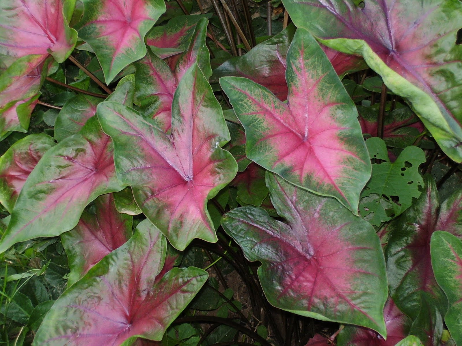 Las Aventuras: Caladiums