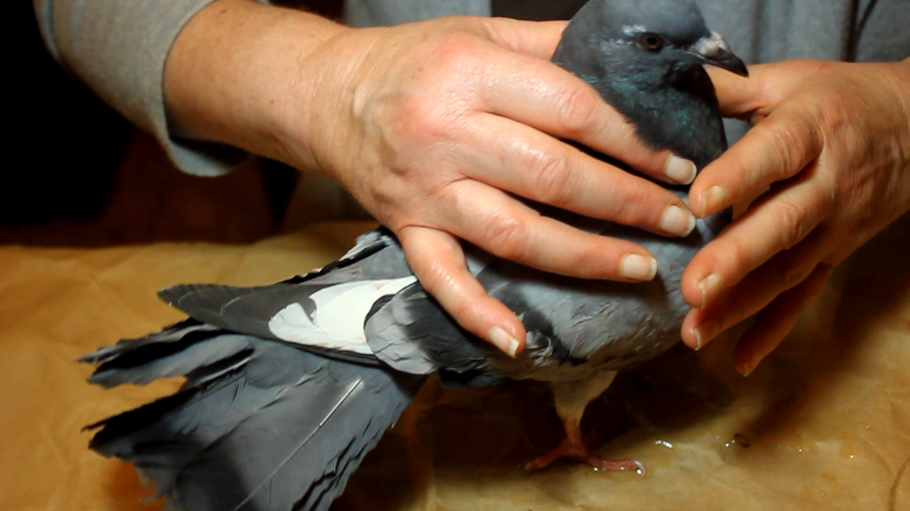 Initial Treatment - Wound on a Pigeon Including Pierced Crop | The ...