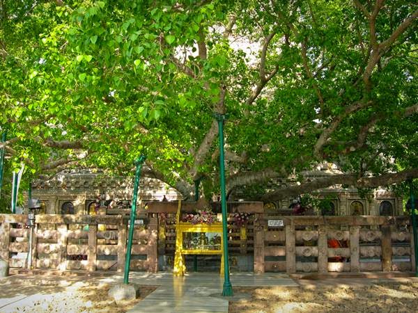 The Bodhi Tree: The tree of Buddha’s Enlightenment - Travel Tourism And ...