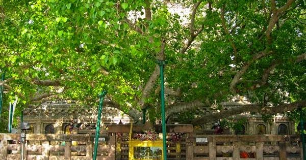 The Bodhi Tree: The tree of Buddha’s Enlightenment - Travel Tourism And ...