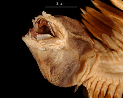 Real Monstrosities: Polynoid Scale Worm