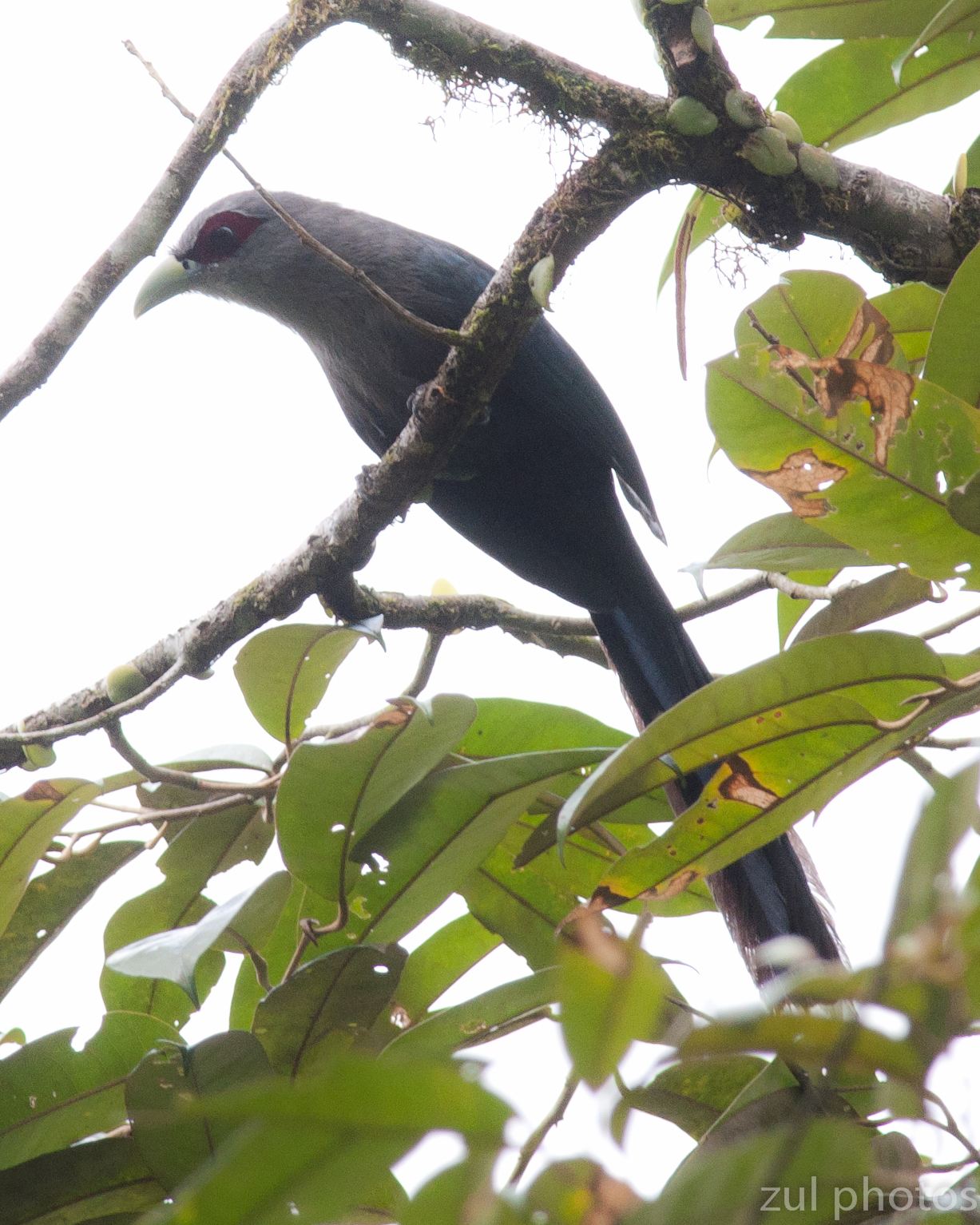 Zul Ya - Birds of Peninsular Malaysia: Black Bellied Malkoha