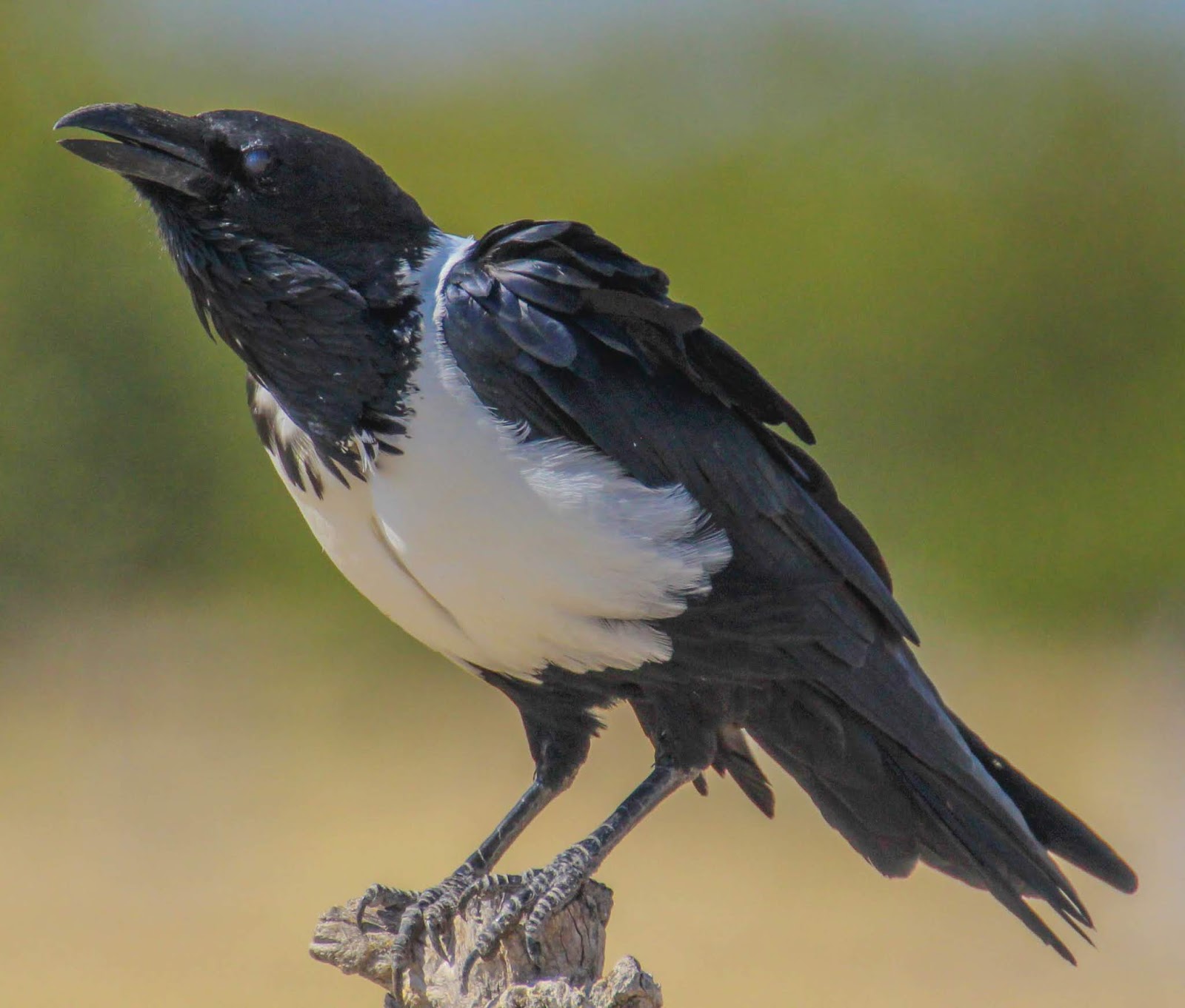 Cannundrums: Pied Crow