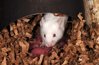 The Evolving Placenta: Altricial and precocial neonates