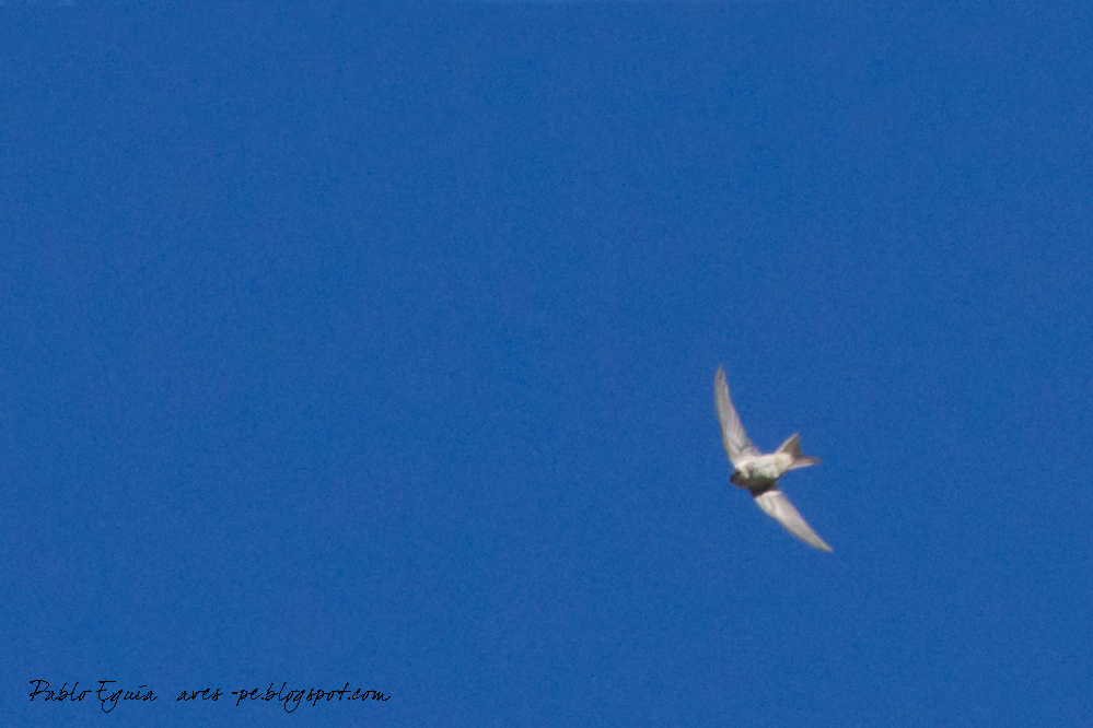 mis fotos de aves: Aeronautes andecolus Vencejo Blanco Andean Swift