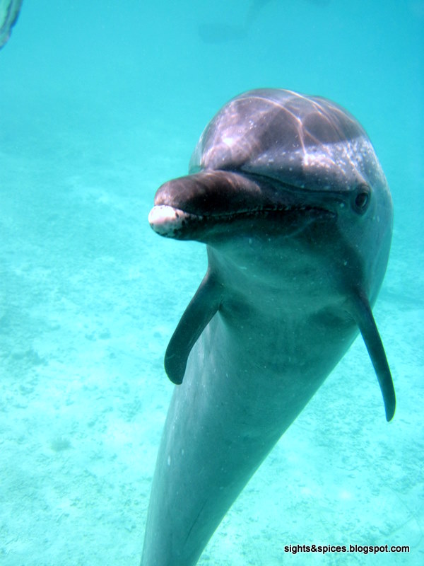 Sights and Spices: Sights: A Dream Come True in MISAMIS OCCIDENTAL