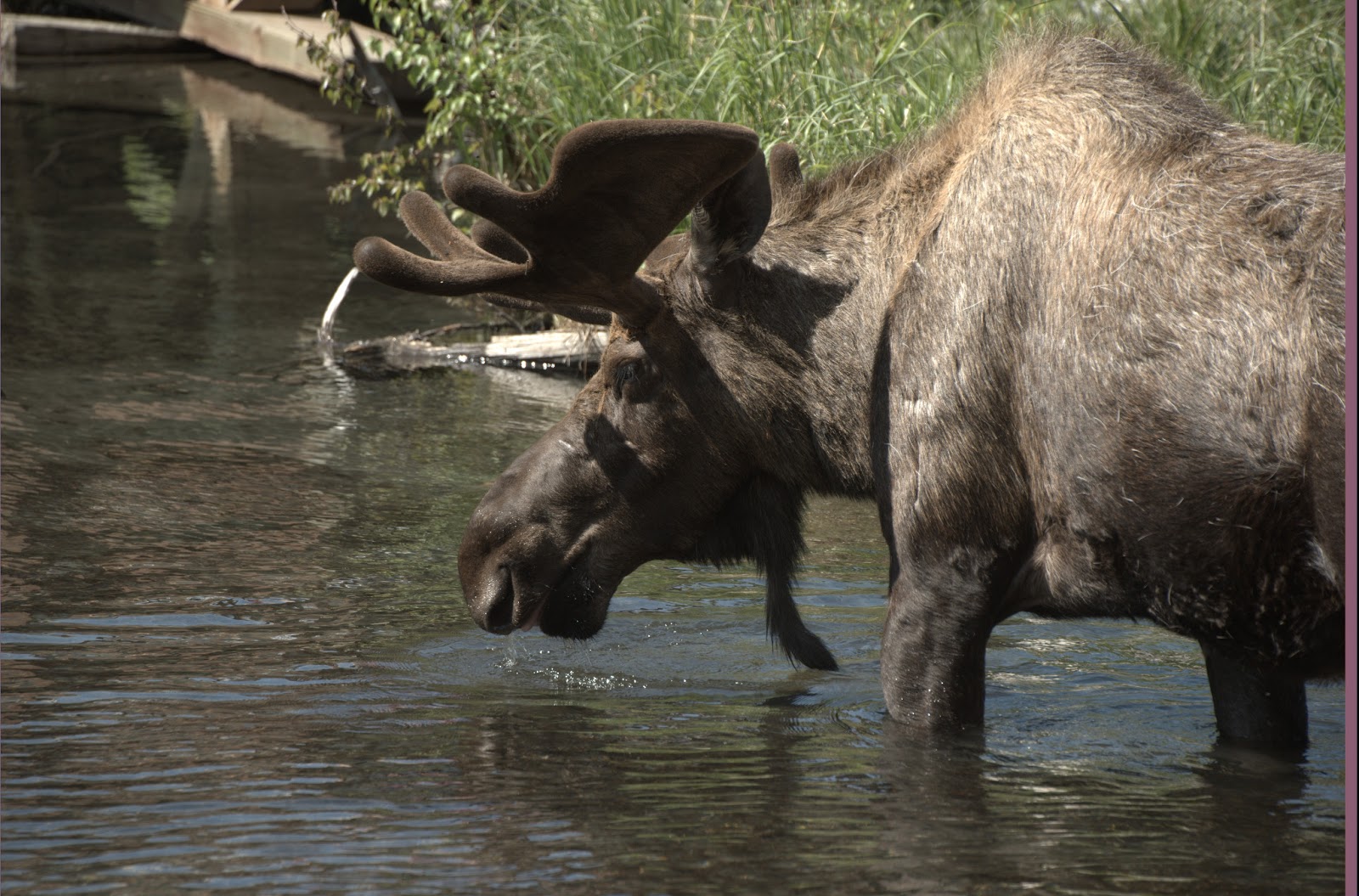 clearlyconfused: Pacific Ocean Birds, Adventures off and on in Oregon ...
