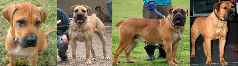 The TRUTH About Pit Bulls: Find the Pit Bull