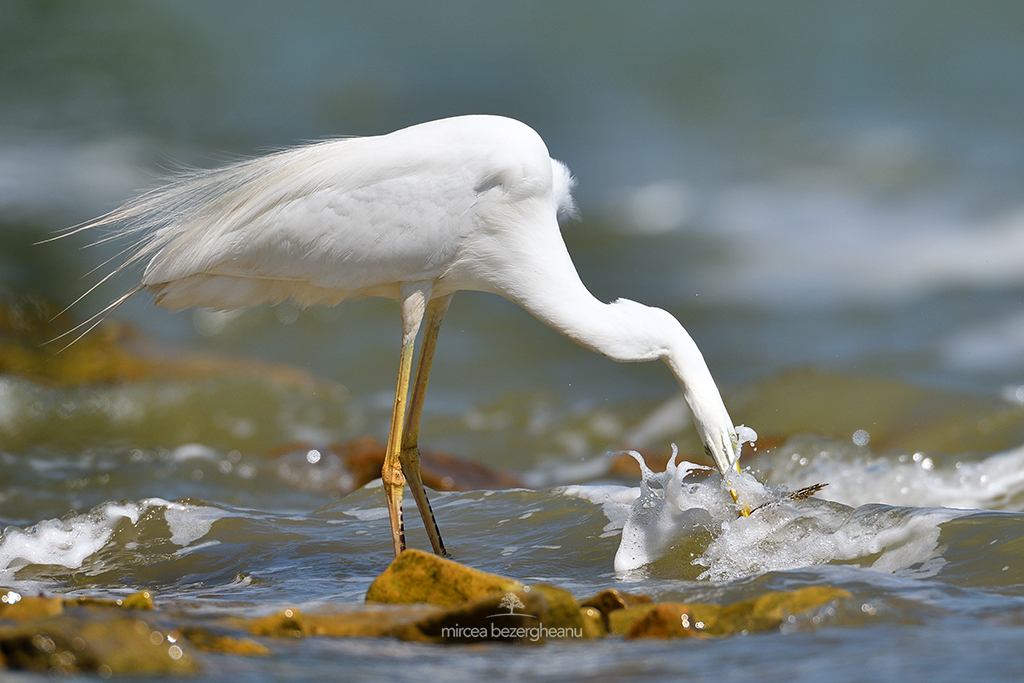 Șarpele, Guvidul și Egreta. Care pe care!