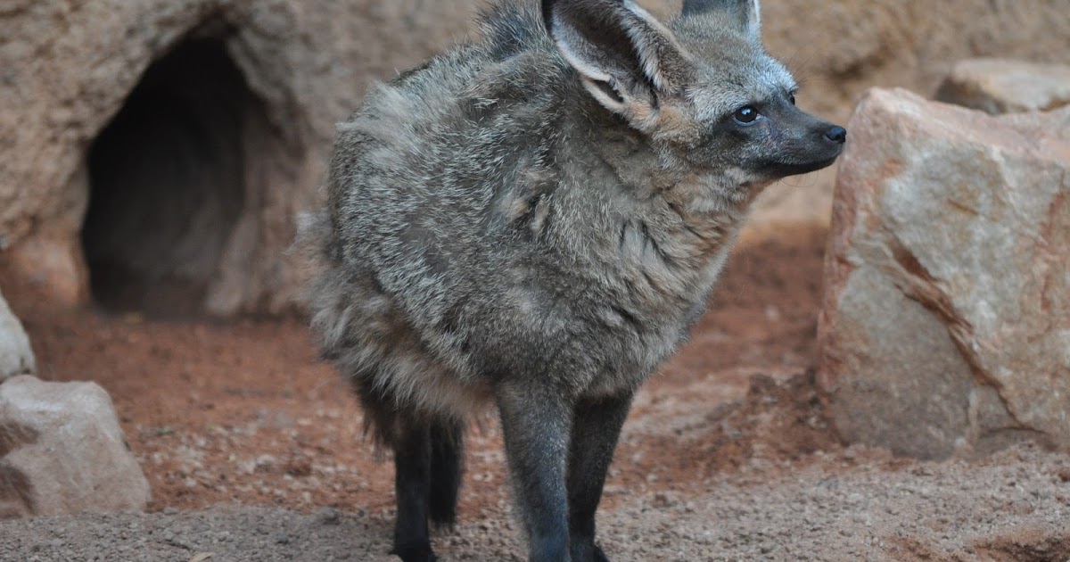 ZOOTOGRAFIANDO (6.100 ANIMALS): ZORRO OREJUDO U OTOCIÓN / BAT-EARED FOX ...