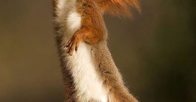 Tai chi animals | Spiralwise - Tai chi from a scientific perspective