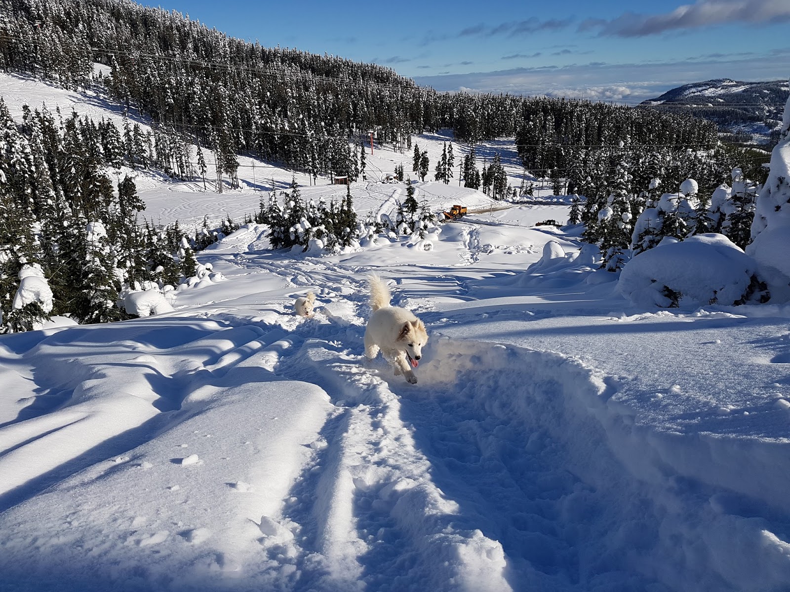 Dormo Samoyed: Morgan's first snow