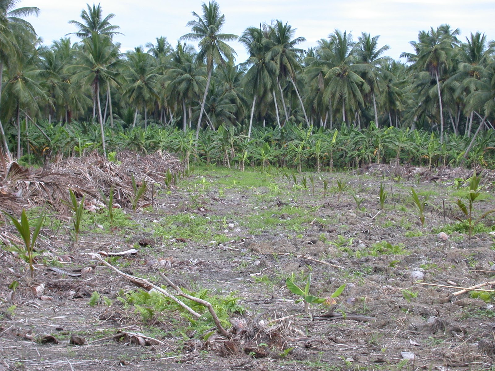 The Basics of Starting a New Coconut Plantation