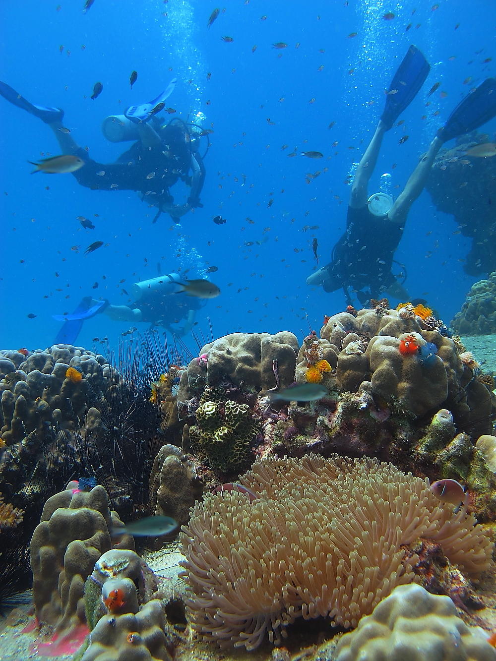 One-way: El fons del mar marítim d'aquesta illa!!!