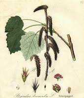 Plante de la A la Z: Populus nigra - Plopul