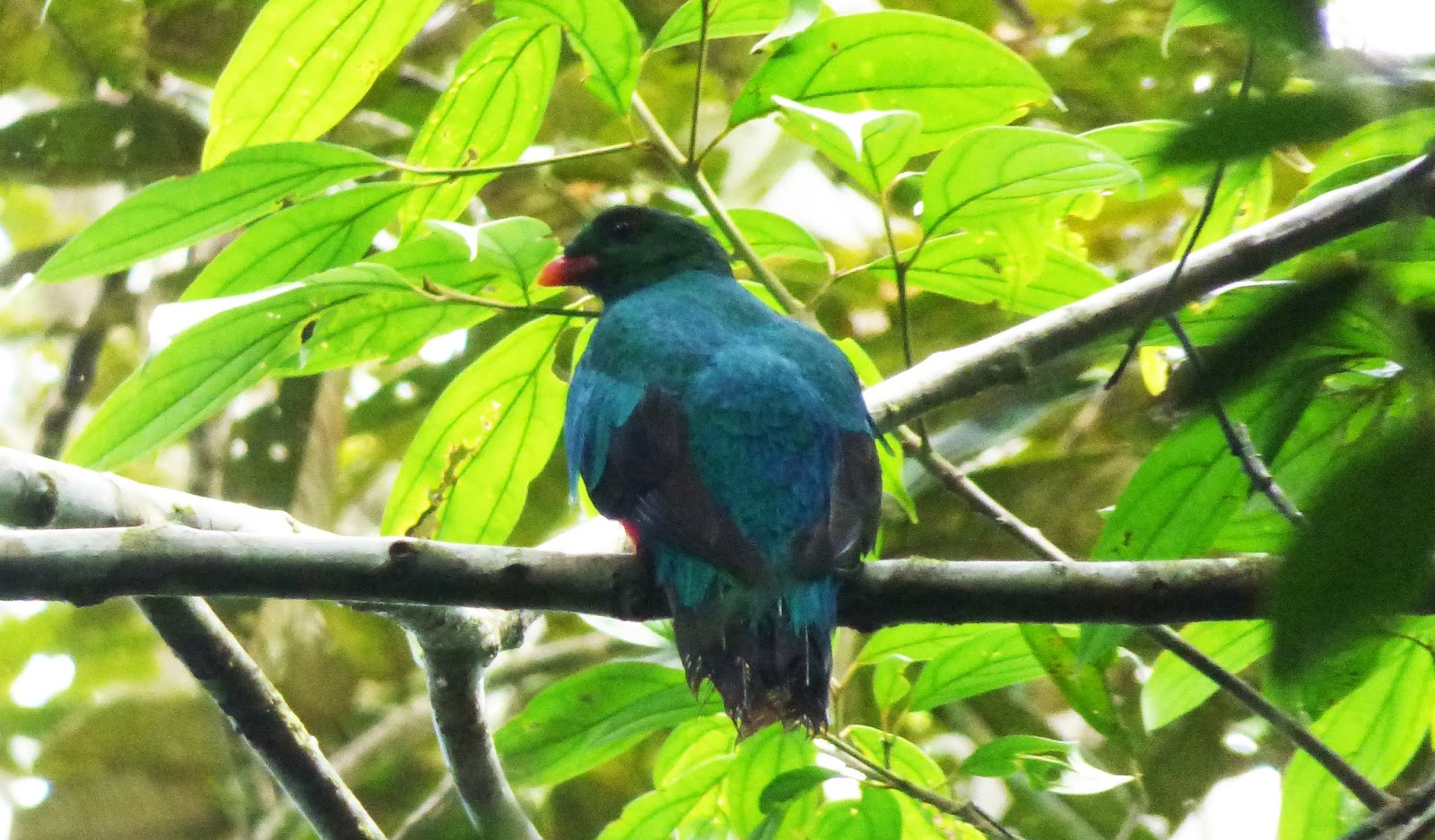 Birds on the brain: A Carolina Bird Club Ornithological Workshop at ...