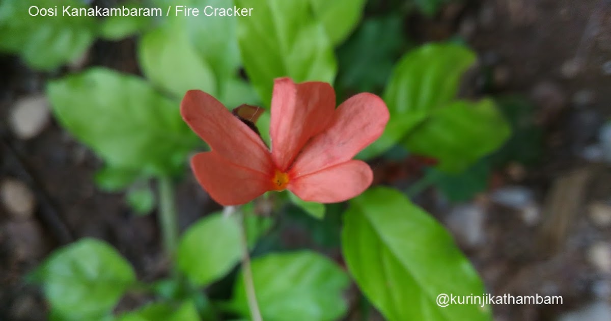 Flowers from My Cam: 13. Oosi Kanakambaram / Fire Cracker ~ Kurinji ...