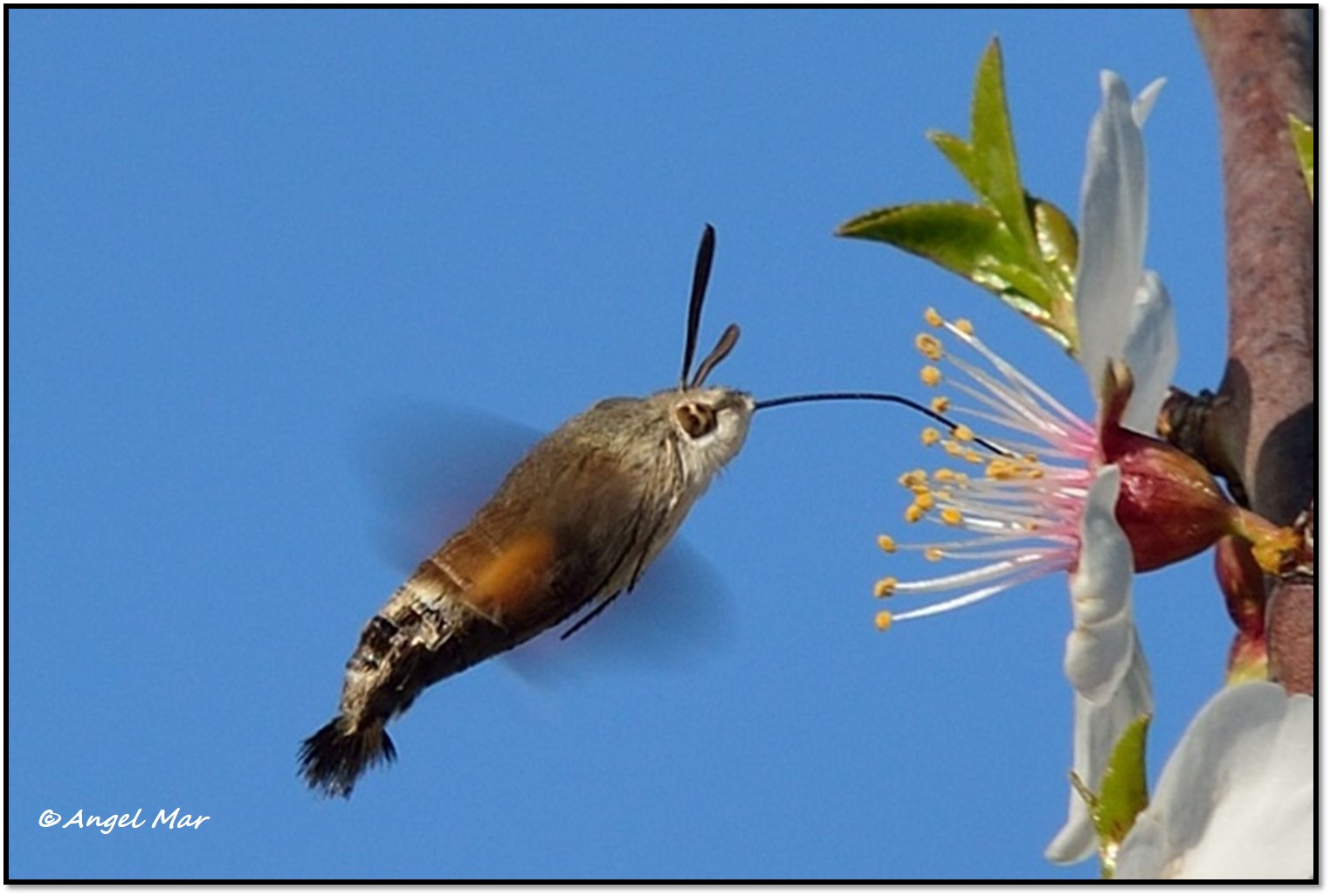 Butterflies and Dragonflies: Macroglossum stellatarum (Polilla Esfinge ...