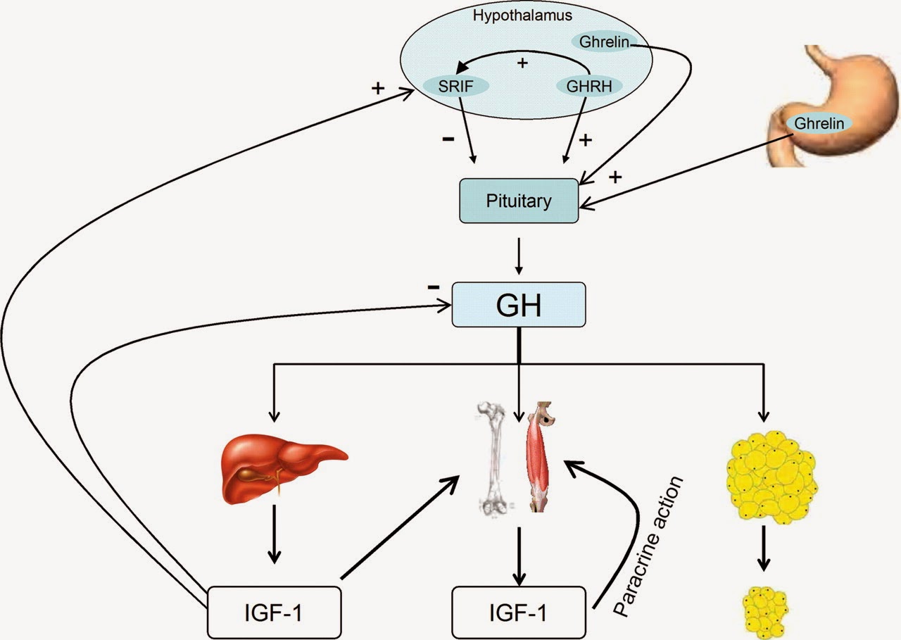 O GH É DE GRANDE IMPORTÂNCIA PARA NOSSA VIDA TODA DESDE A FASE INTRA ...