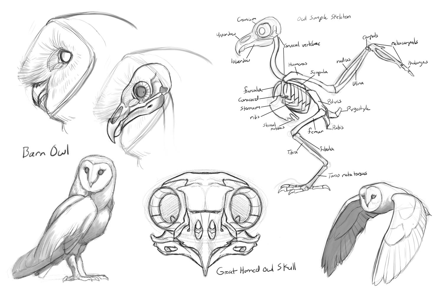 Raul Ramos Art: Creature Anatomy - Week 3