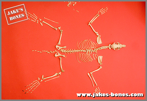 My finished rearticulated fox skeleton ! : Jake's Bones