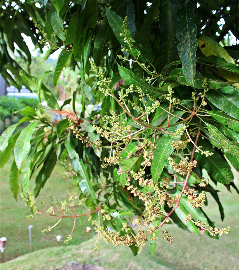 Guam Firehouse Cook: Mango Jam.....Homemade!!!
