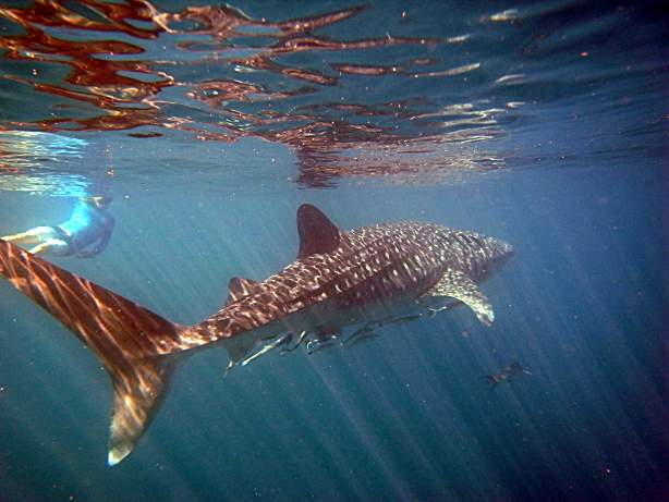 Family Bonding: Whale sharks