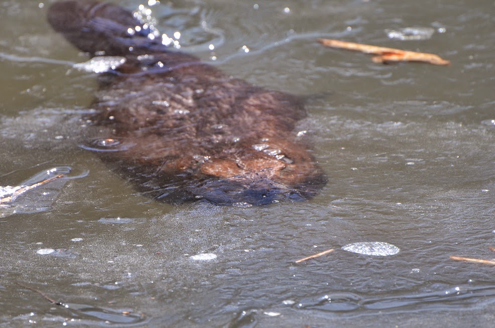 Tales From The Wilds: Beavers Emerge From the Ice