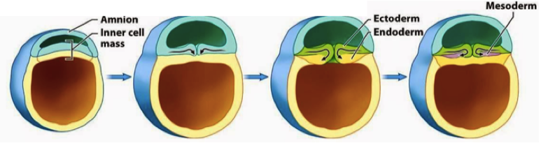 Embriologia : Capitulo #5 tercera semana del desarrollo, el Disco ...