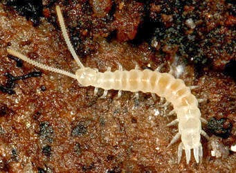 BIOLOGÍA DEL SUELO: MESOFAUNA