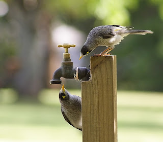 I pledge to put water pot for birds this summer ~ Lucky Wanderer